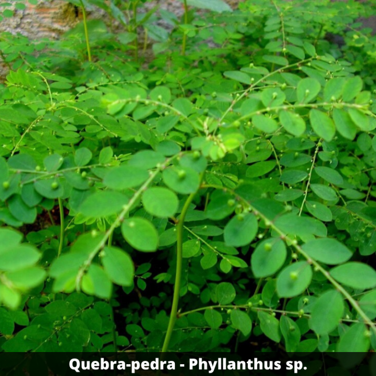 Quebra-pedra - Phyllanthus sp. (folhas secas) | Empório Folha & Vida