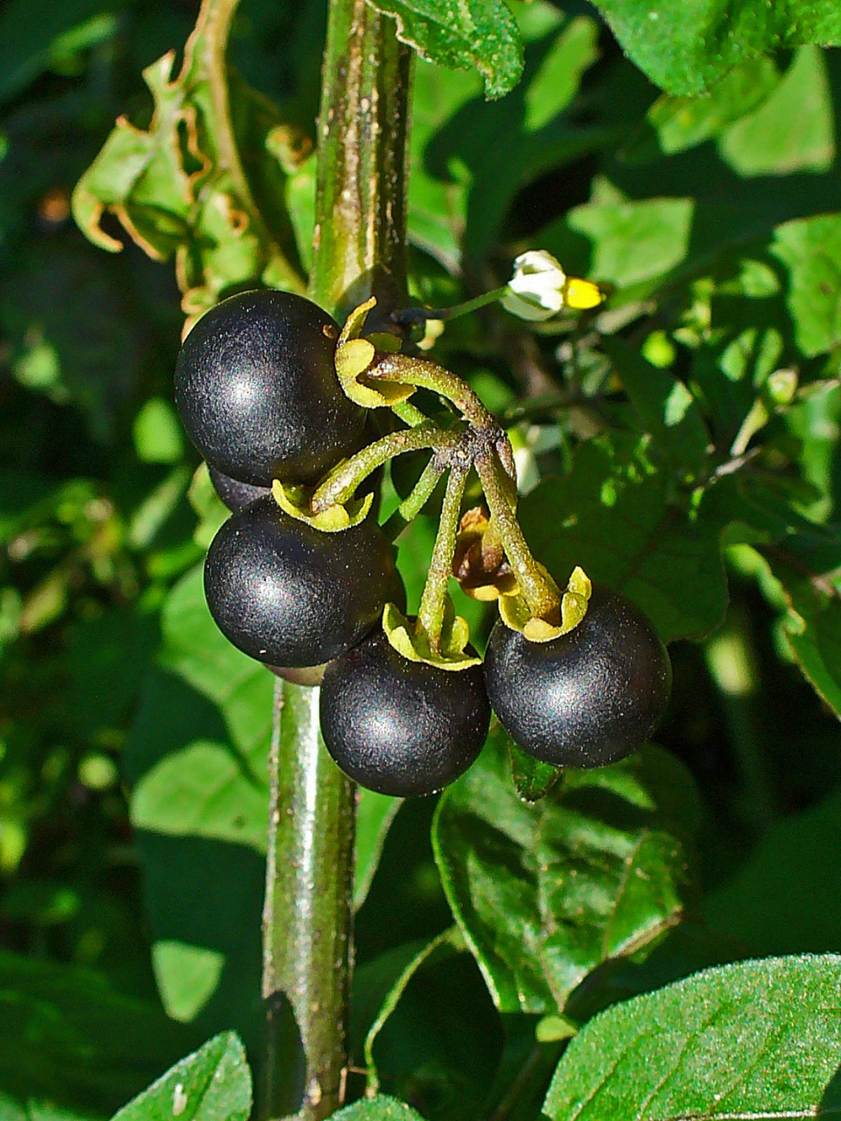 Erva-moura / Maria-pretinha - Solanum americanum / Solanum nigrum ...