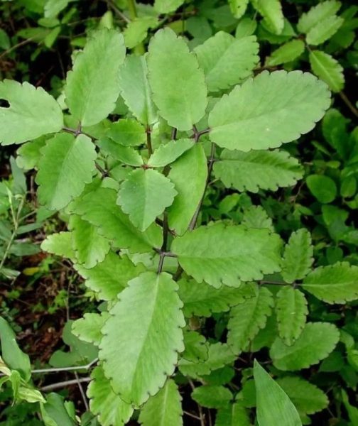 Saião - Bryophyllum pinnatum (folhas secas) | Empório Folha & Vida