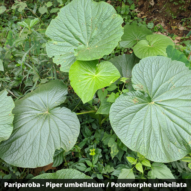 Pariparoba - Piper umbellatum / Potomorphe umbellata (folhas secas ...