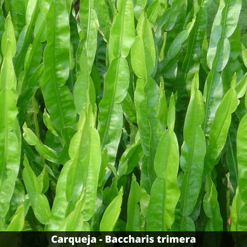 Carqueja - Baccharis trimera (folhas secas) | Empório Folha & Vida