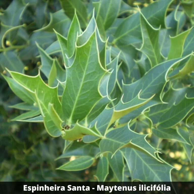 Espinheira-santa - Maytenus ilicifólia (folhas secas) | Empório Folha ...