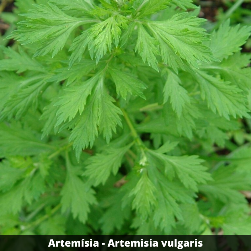 Artemísia - Artemisia vulgaris (folhas secas) | Empório Folha & Vida
