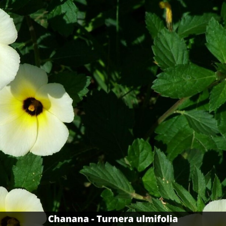 Chanana - Turnera subulata (folhas secas) | Empório Folha & Vida