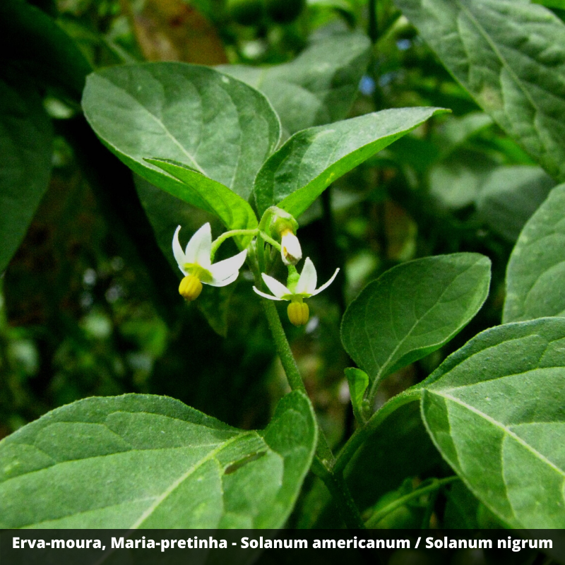 Erva-moura / Maria-pretinha - Solanum americanum / Solanum nigrum ...