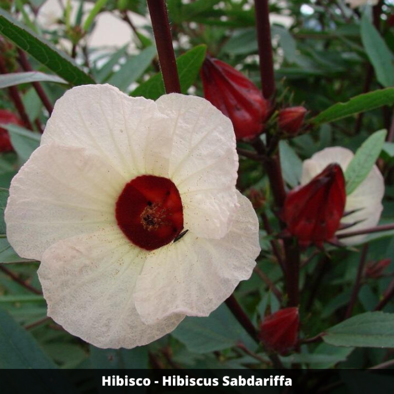 Hibiscus Sabdariffa Winterhart