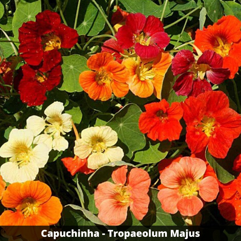 Capuchinha - Tropaeolum majus (folhas secas) | Empório Folha & Vida