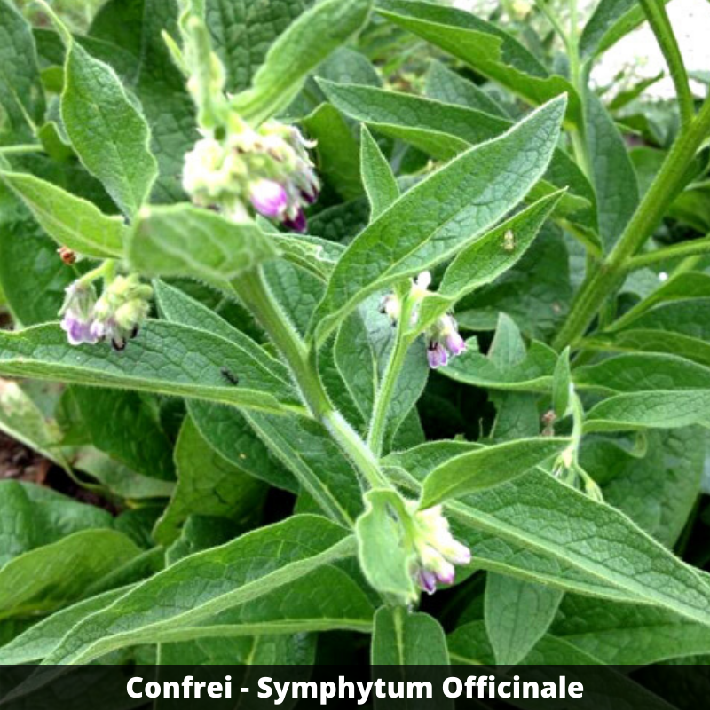Confrei - Symphytum officinale (folhas secas) | Empório Folha & Vida