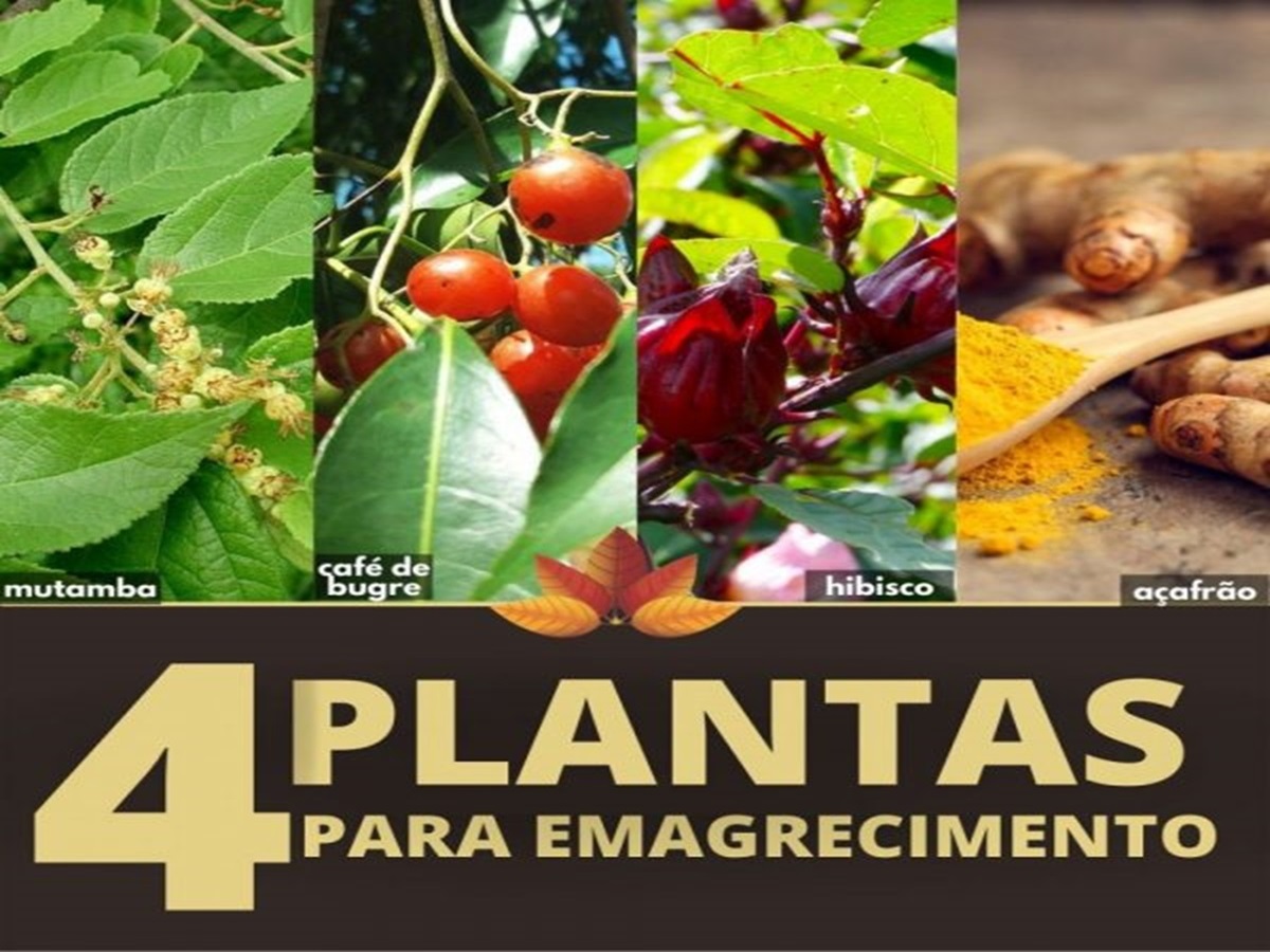 COMBO - Leveza (Café-de-bugre, Hibisco, Mutamba e Açafrão-da-terra ...