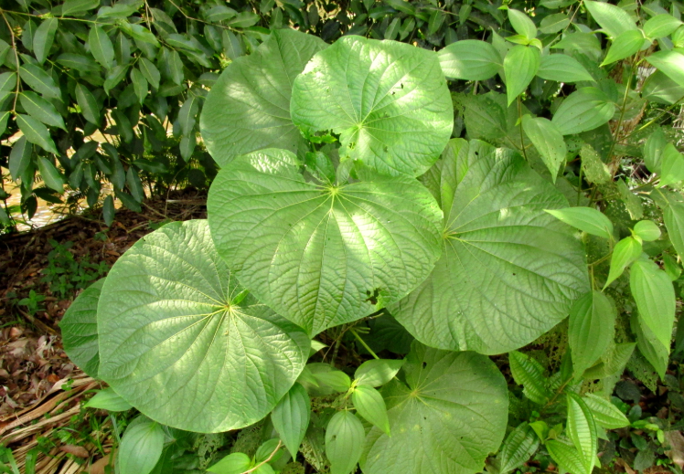 Pariparoba - Piper umbellatum / Potomorphe umbellata (folhas secas ...