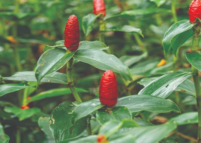 Cana-do-brejo - Costus spicatus (folhas secas) | Empório Folha & Vida